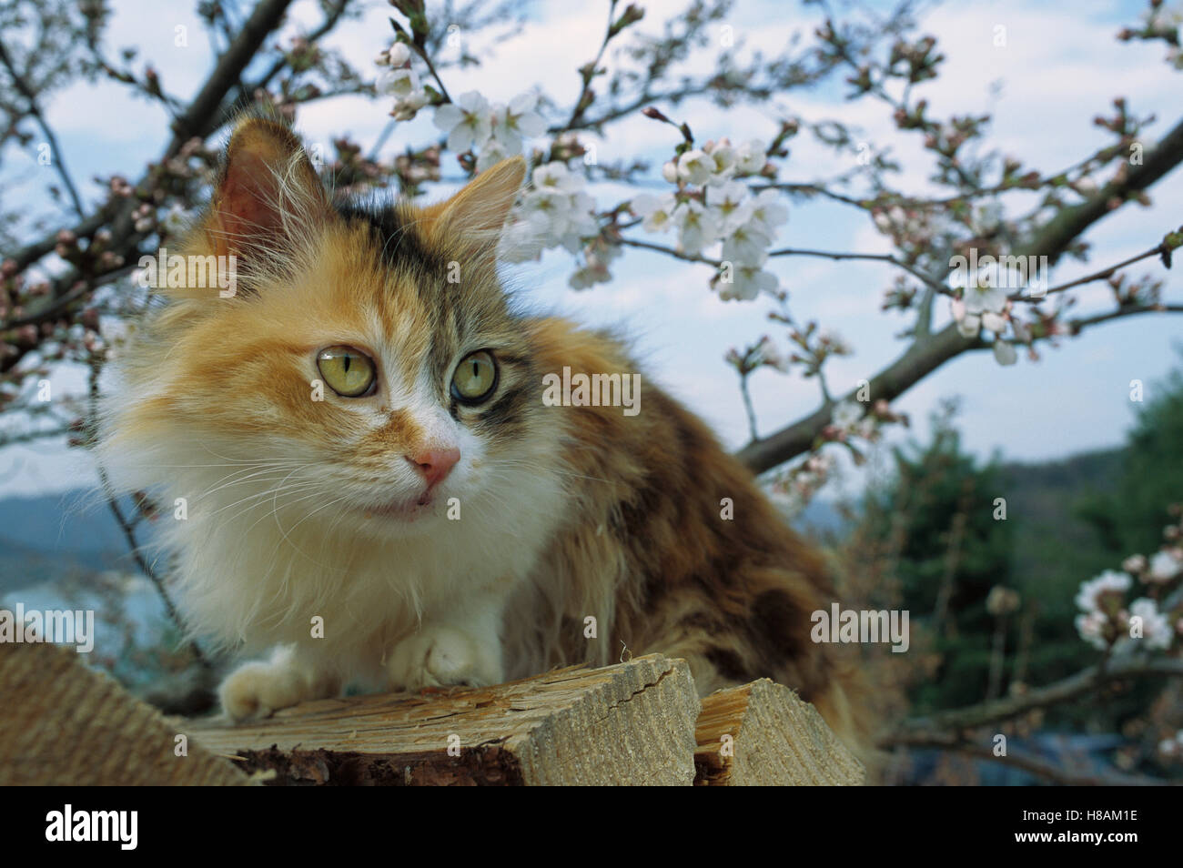 Domestic Cat (Felis catus) adult Calico on wood pile near blossoming ...