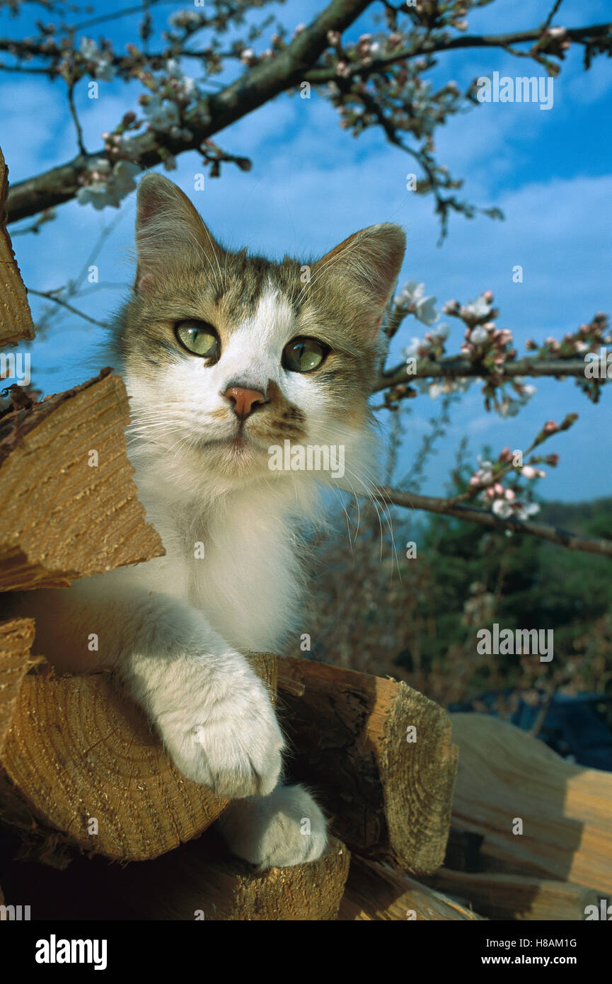 Domestic Cat (Felis catus) adult Calico on wood pile near blossoming ...