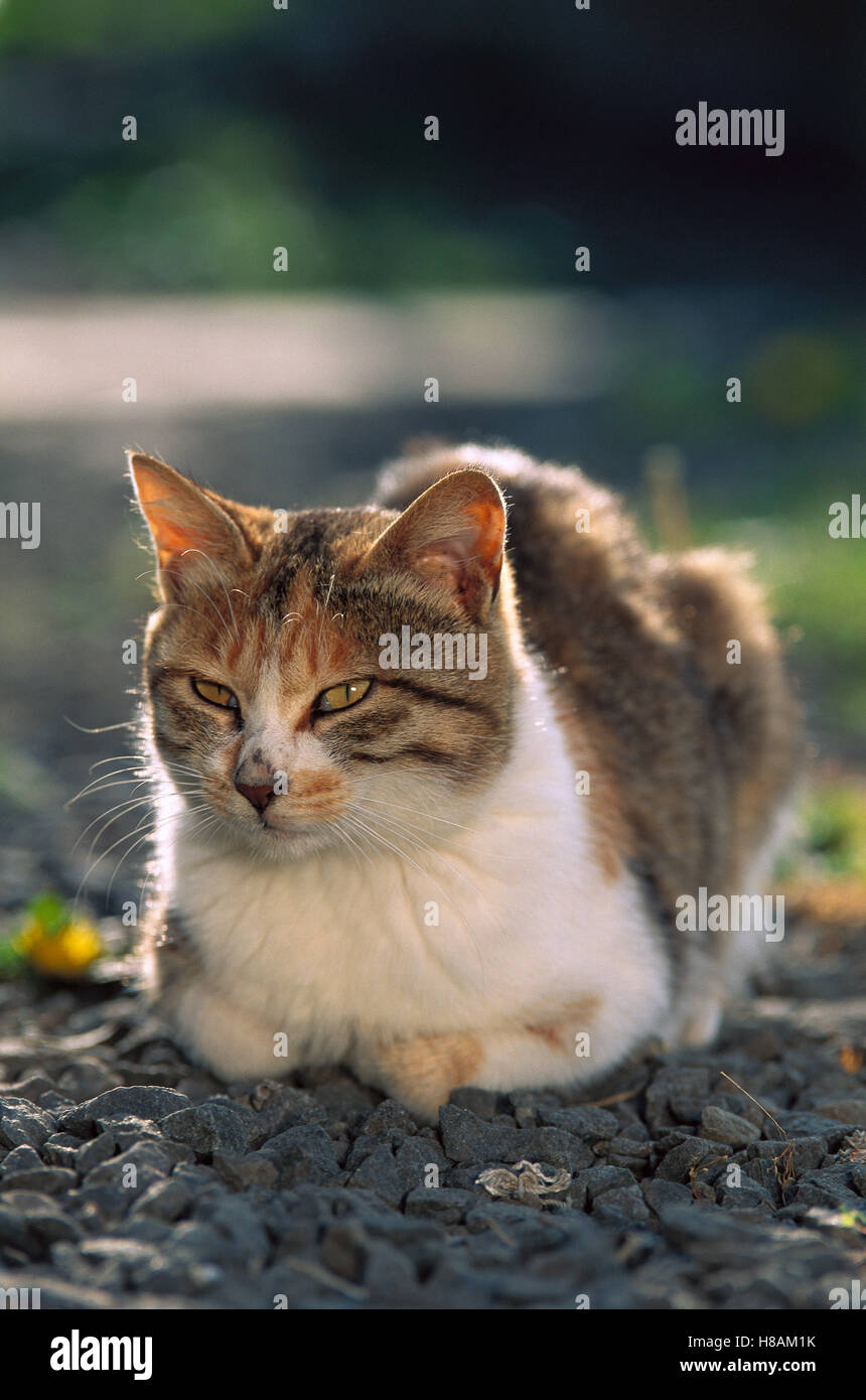 Domestic Cat (Felis catus) portrait of adult Calico cat resting Stock ...