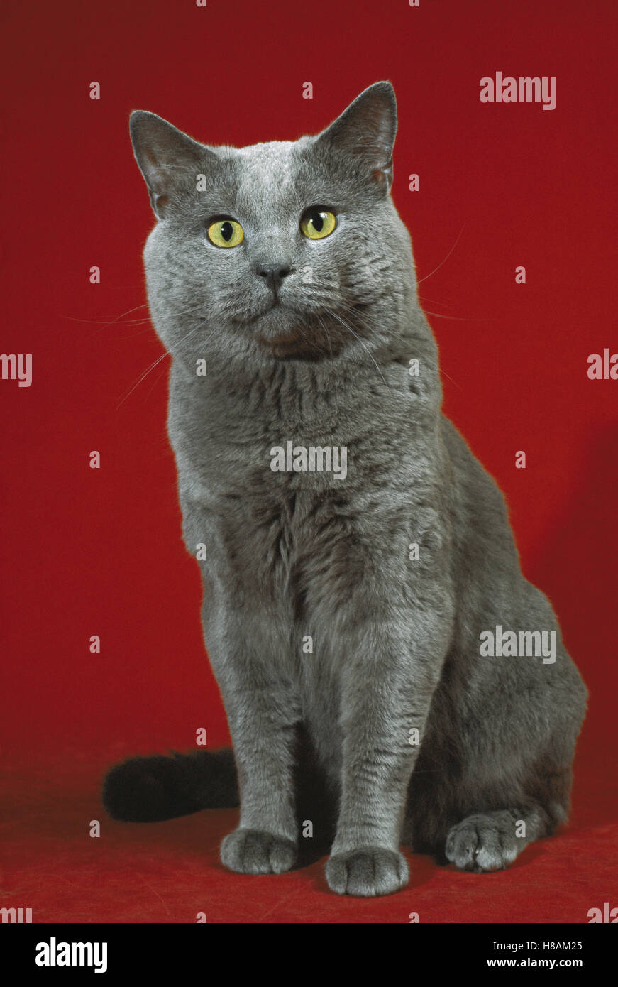 Domestic Cat (Felis catus) adult gray cat with green eyes Stock Photo ...
