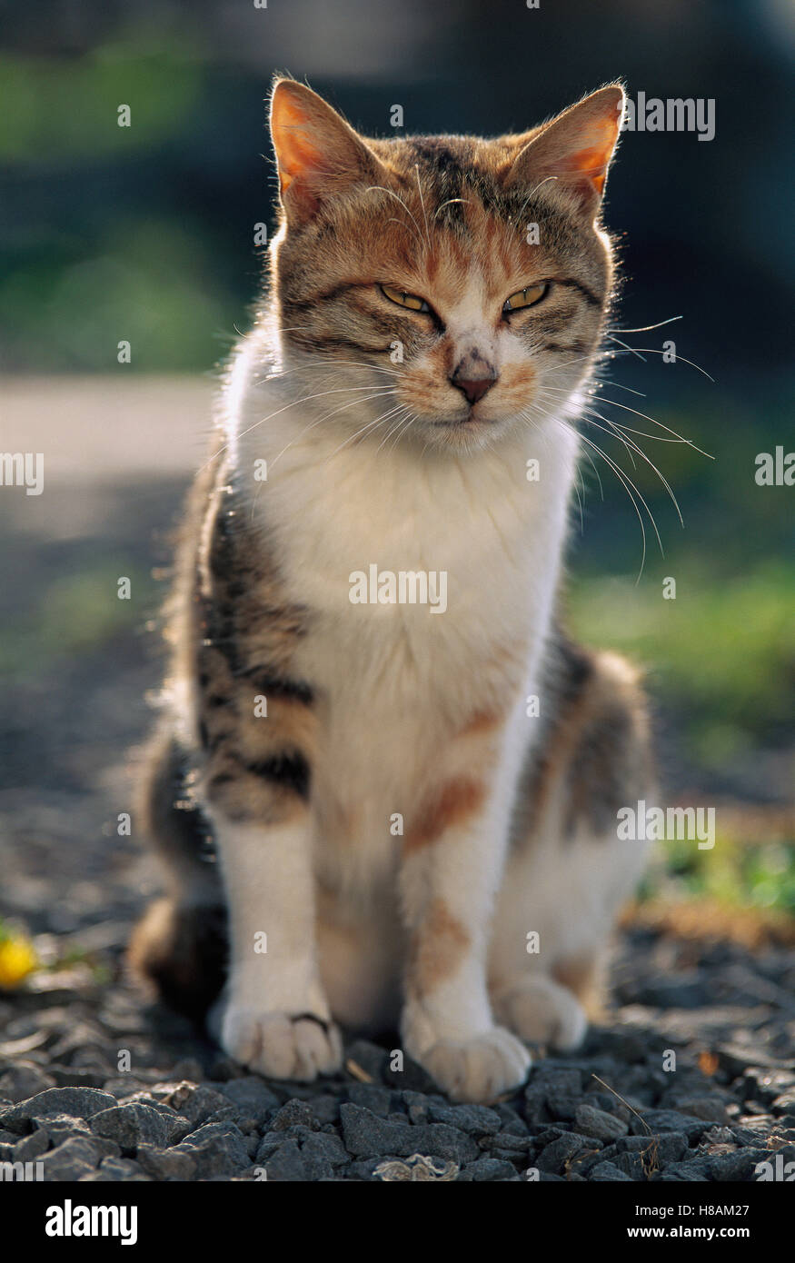 Domestic Cat (Felis catus) adult Calico sitting Stock Photo - Alamy
