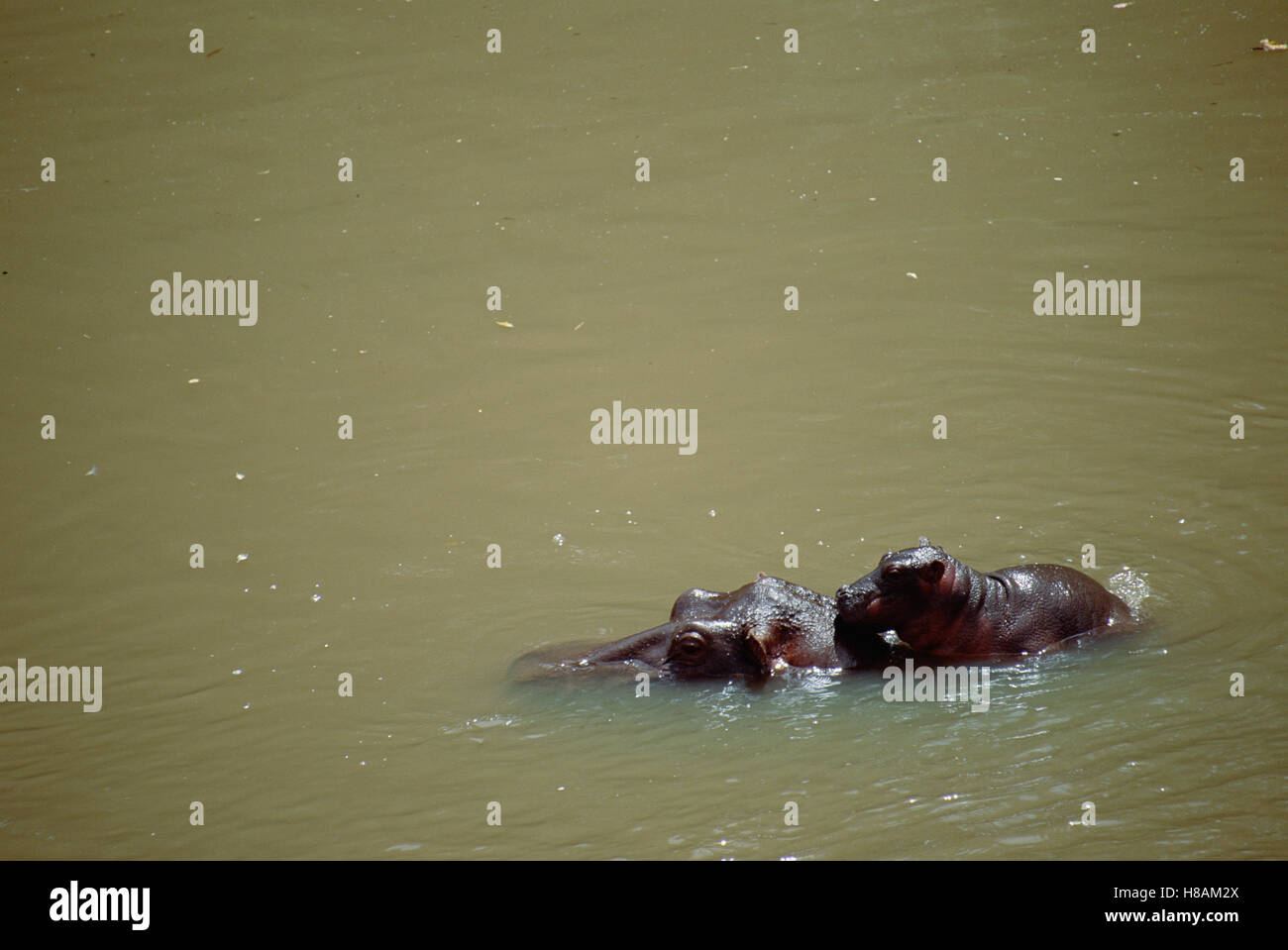 Hippopotamus (Hippopotamus amphibius) mother in water with baby riding ...