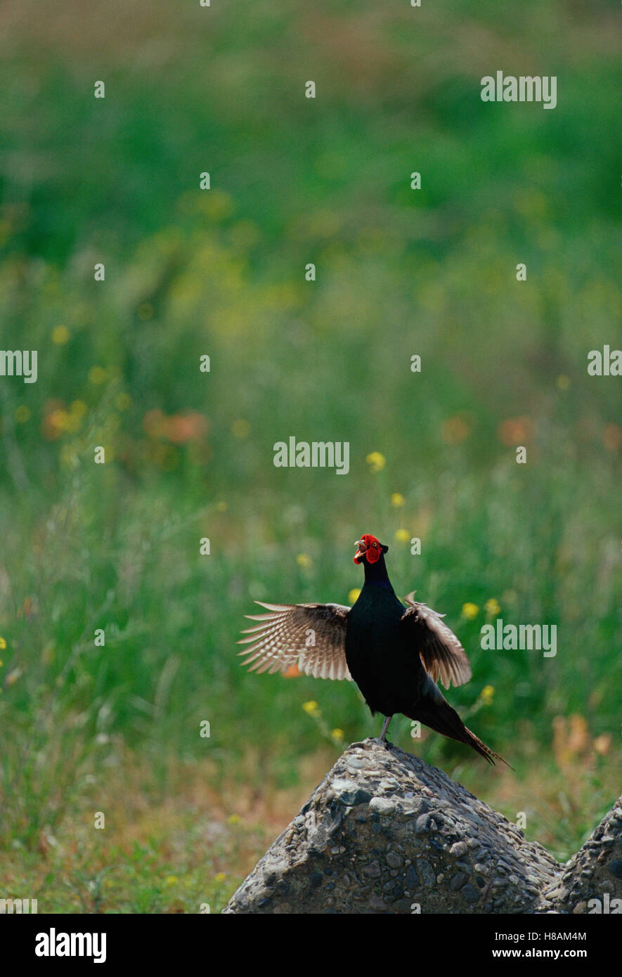 Green Pheasant (Phasianus versicolor) male drumming, Iruma River, Japan ...