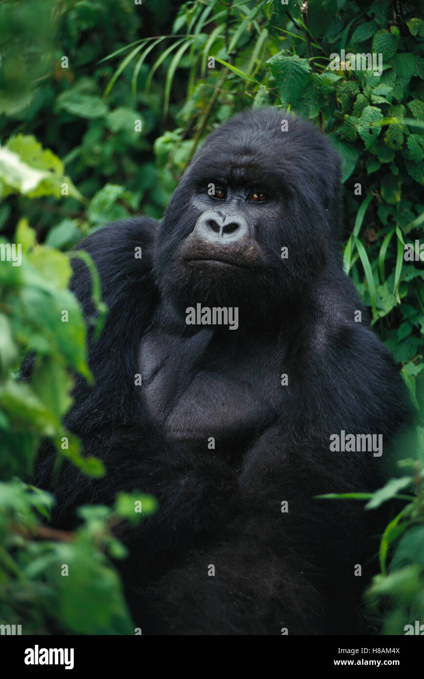 Mountain Gorilla (Gorilla gorilla beringei) silverback male portrait ...