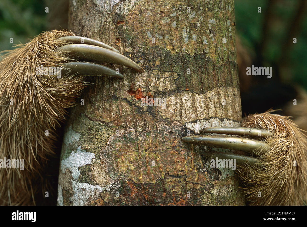 Maned Sloth (Bradypus torquatus) clinging to tree trunk showing claws ...