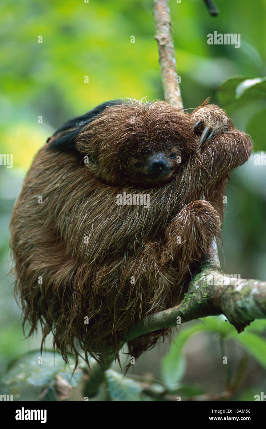 Maned Sloth (Bradypus torquatus) resting in tree, Atlantic Forest ...