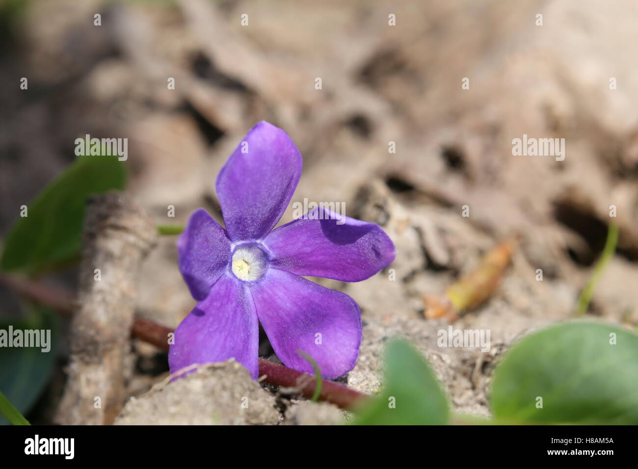 The evergreen bigleaf periwinkle (Vinca major) with blossom Stock Photo ...