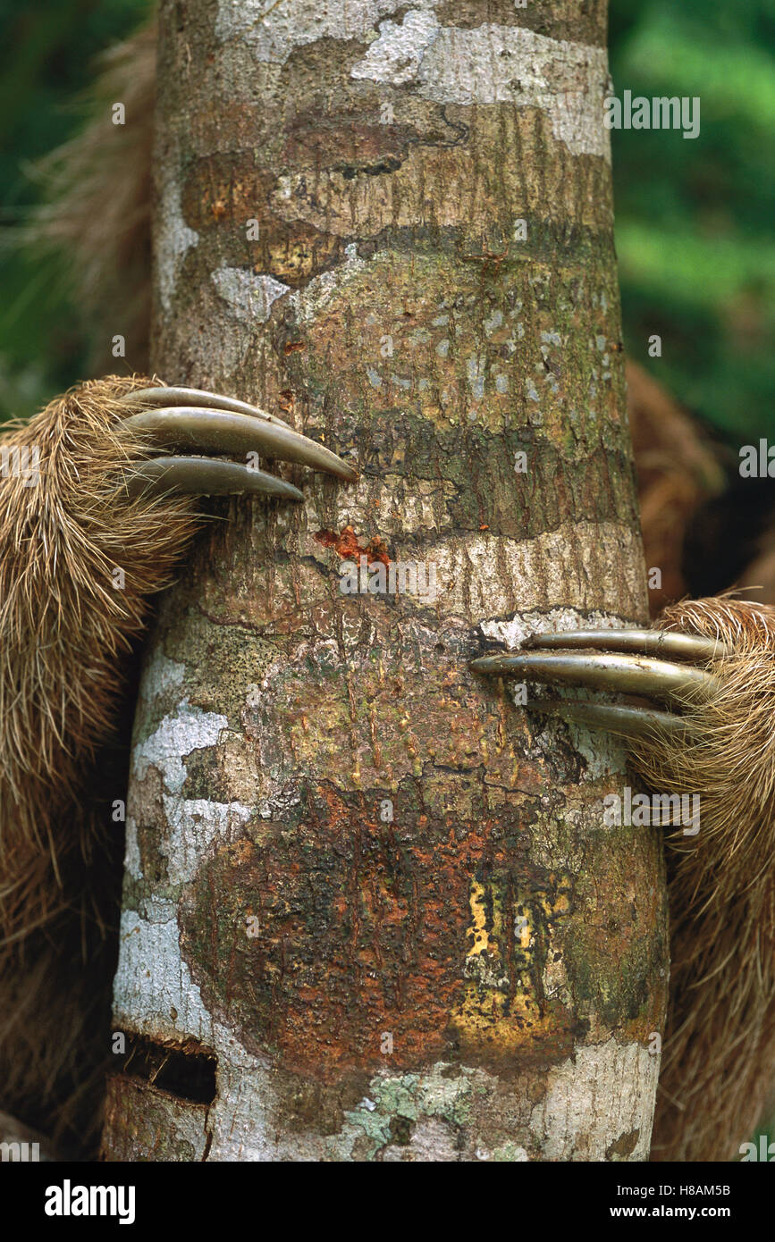Maned Sloth (Bradypus torquatus) clinging to tree trunk showing claws ...