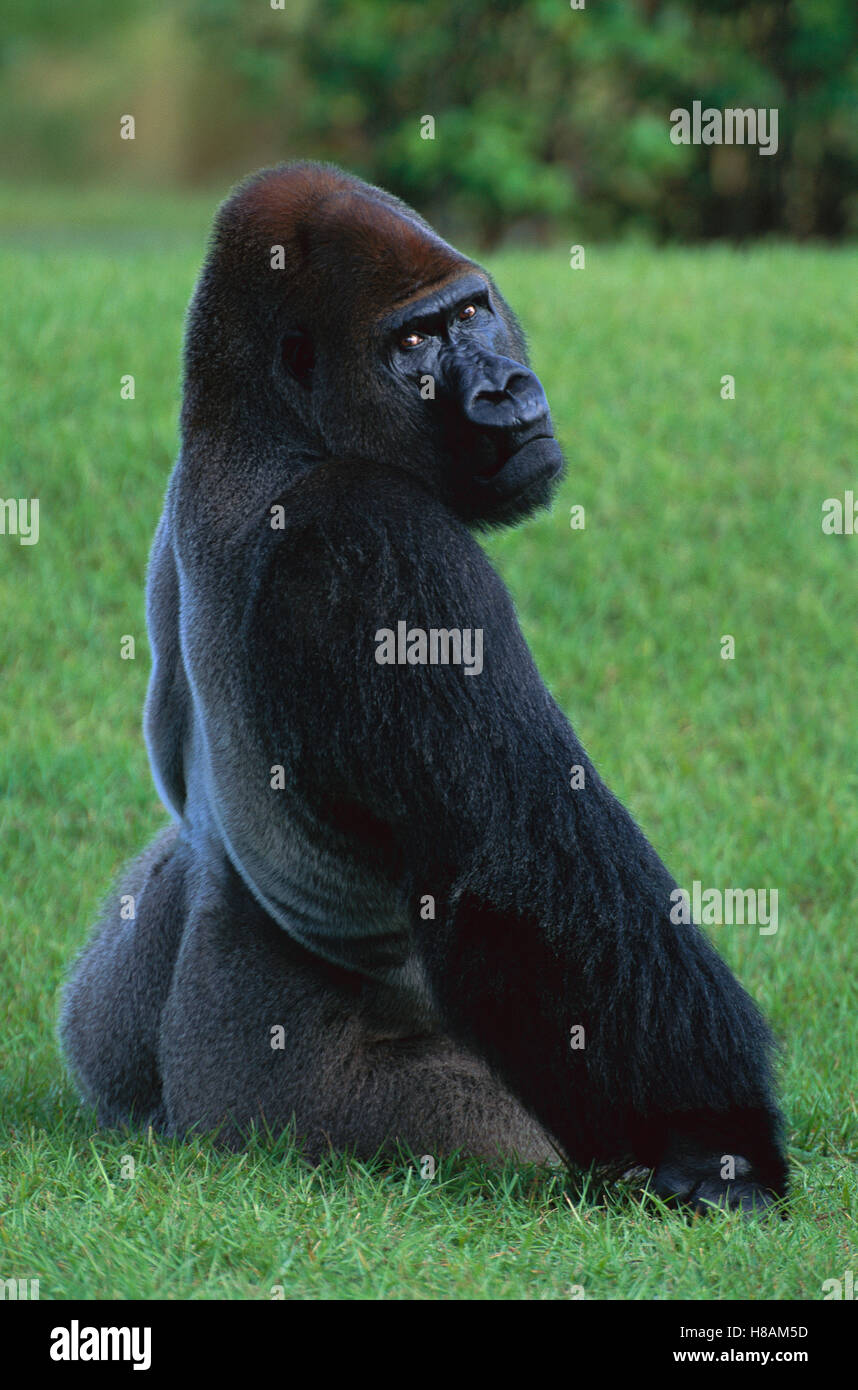 Western Lowland Gorilla (Gorilla gorilla gorilla) silverback male ...