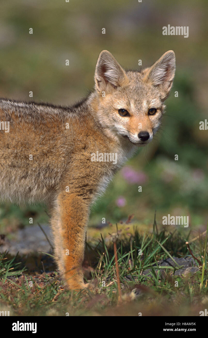 South American Gray Fox (Lycalopex griseus), Torres Del Paine National ...