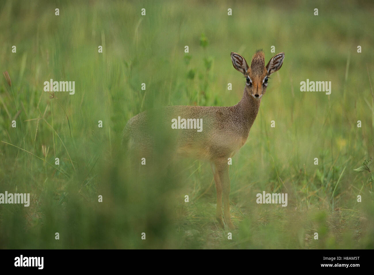 Kirk's Dik-dik (Madoqua kirkii), Serengeti National Park, Tanzania ...