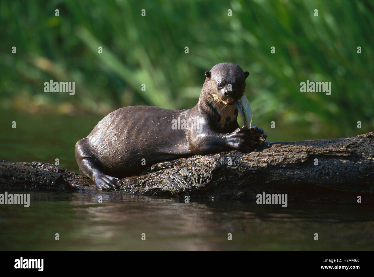 Giant River Otter (Pteronura brasiliensis) eating fish, Oxbow Lake ...