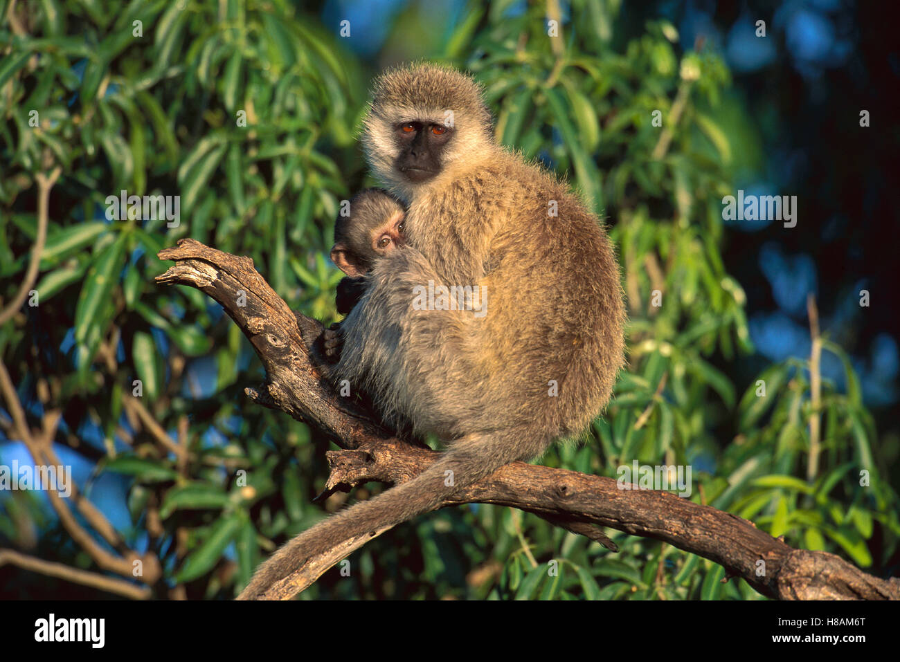Black-faced Vervet Monkey (Cercopithecus aethiops) mother and baby ...