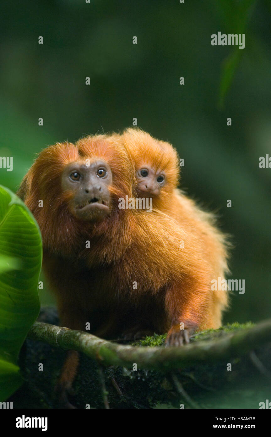 Golden Lion Tamarin (Leontopithecus rosalia) male with baby, Poco das ...