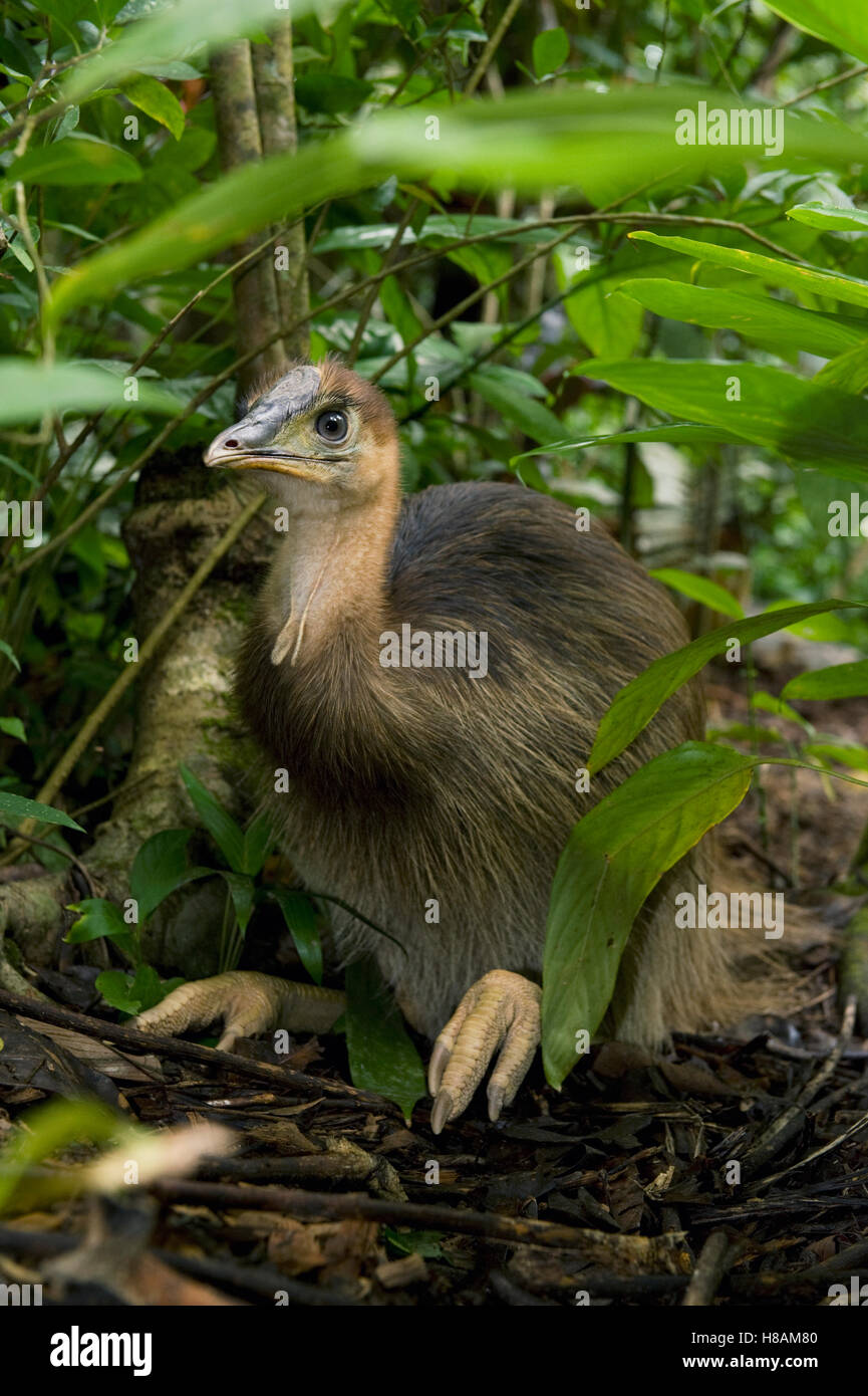 Southern Cassowary (Casuarius casuarius) chick resting, Queensland ...