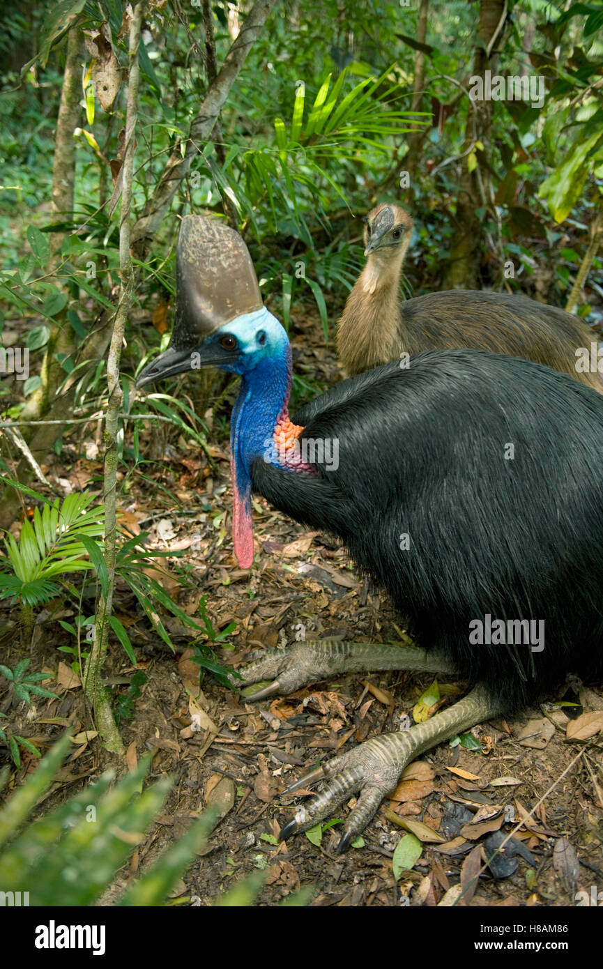 Southern Cassowary (Casuarius casuarius) mother with seven to eight ...