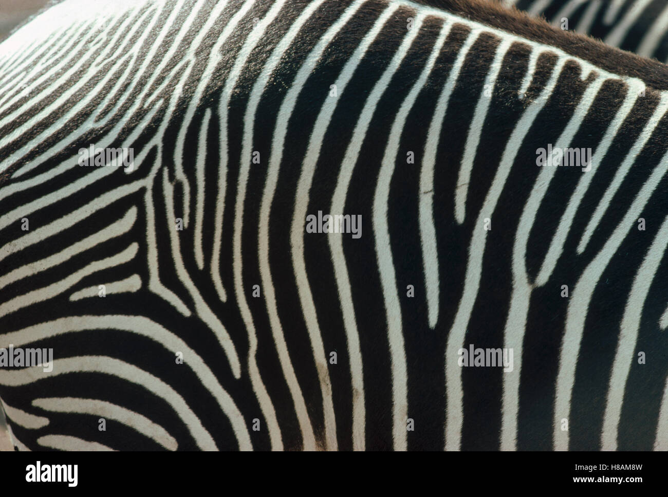 Grevy's Zebra (Equus grevyi) skin, Namibia Stock Photo - Alamy