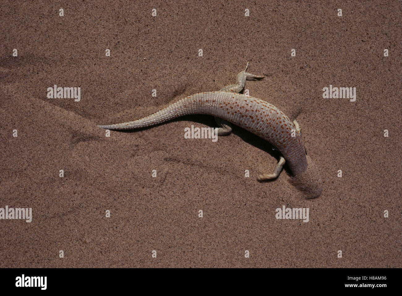 Lizard burrowing itself into the sand, Namibia Stock Photo - Alamy