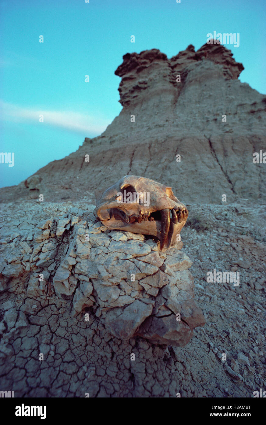 Saber-toothed Tiger skull fossil, Badlands National Park, South Dakota ...