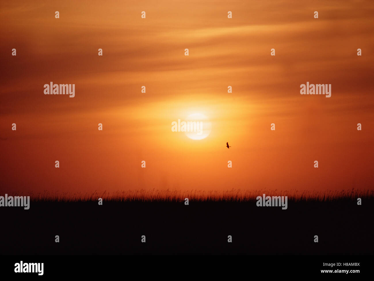 Hawk flying over prairie at sunset, North America Stock Photo - Alamy