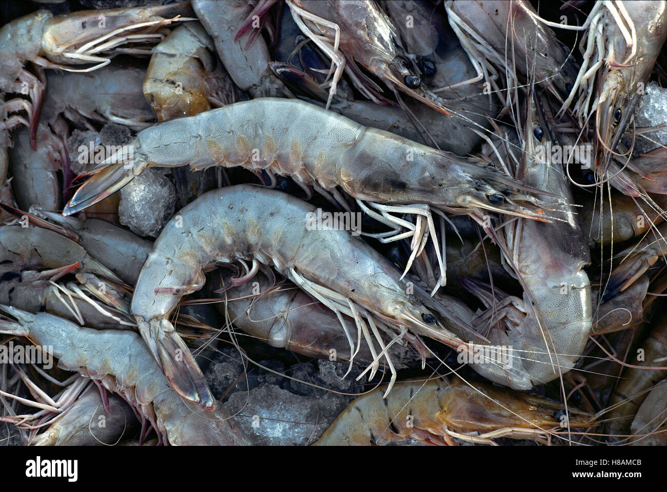 Fisherman's catch of prawns, China Stock Photo - Alamy