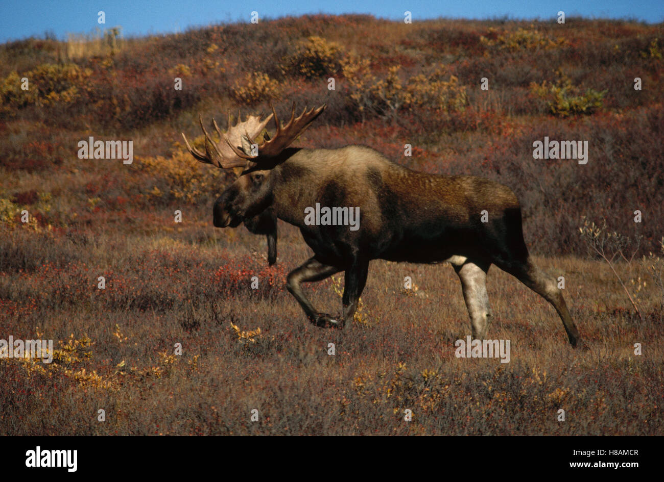 Alaska Moose (Alces alces gigas) male walking through autumn colored ...