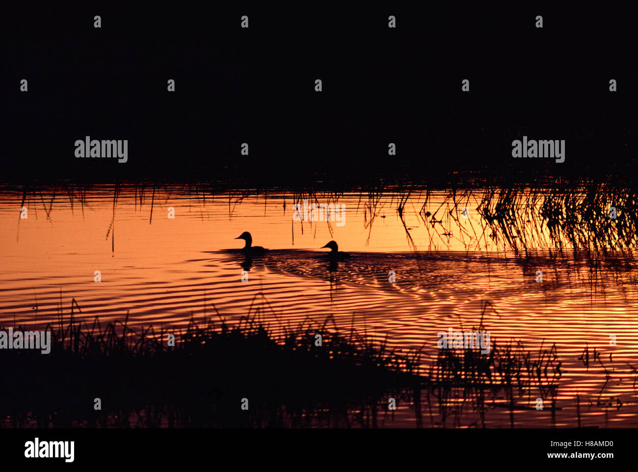 Duck (Anas sp) group silhouetted at sunset in prairie pothole, North ...
