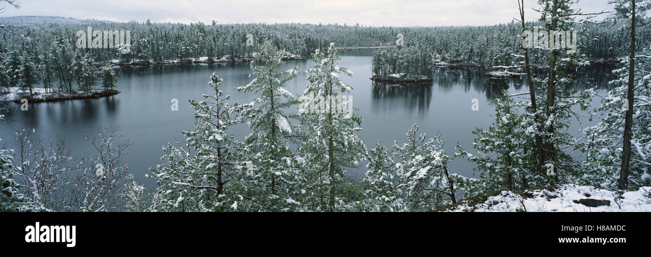 Early snowfall in coniferous forest, Boundary Waters Canoe Area ...