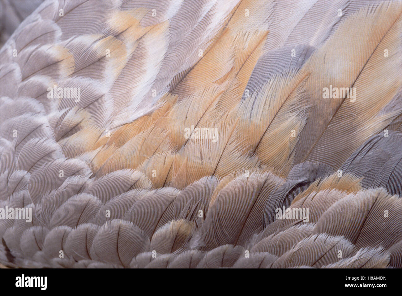Sandhill Crane (Grus canadensis) feathers Stock Photo - Alamy