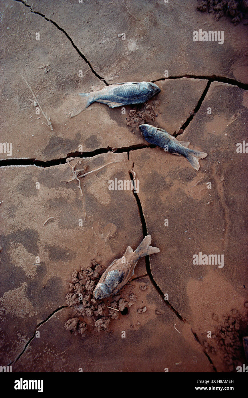 Fish victims of drought, Texas Stock Photo - Alamy