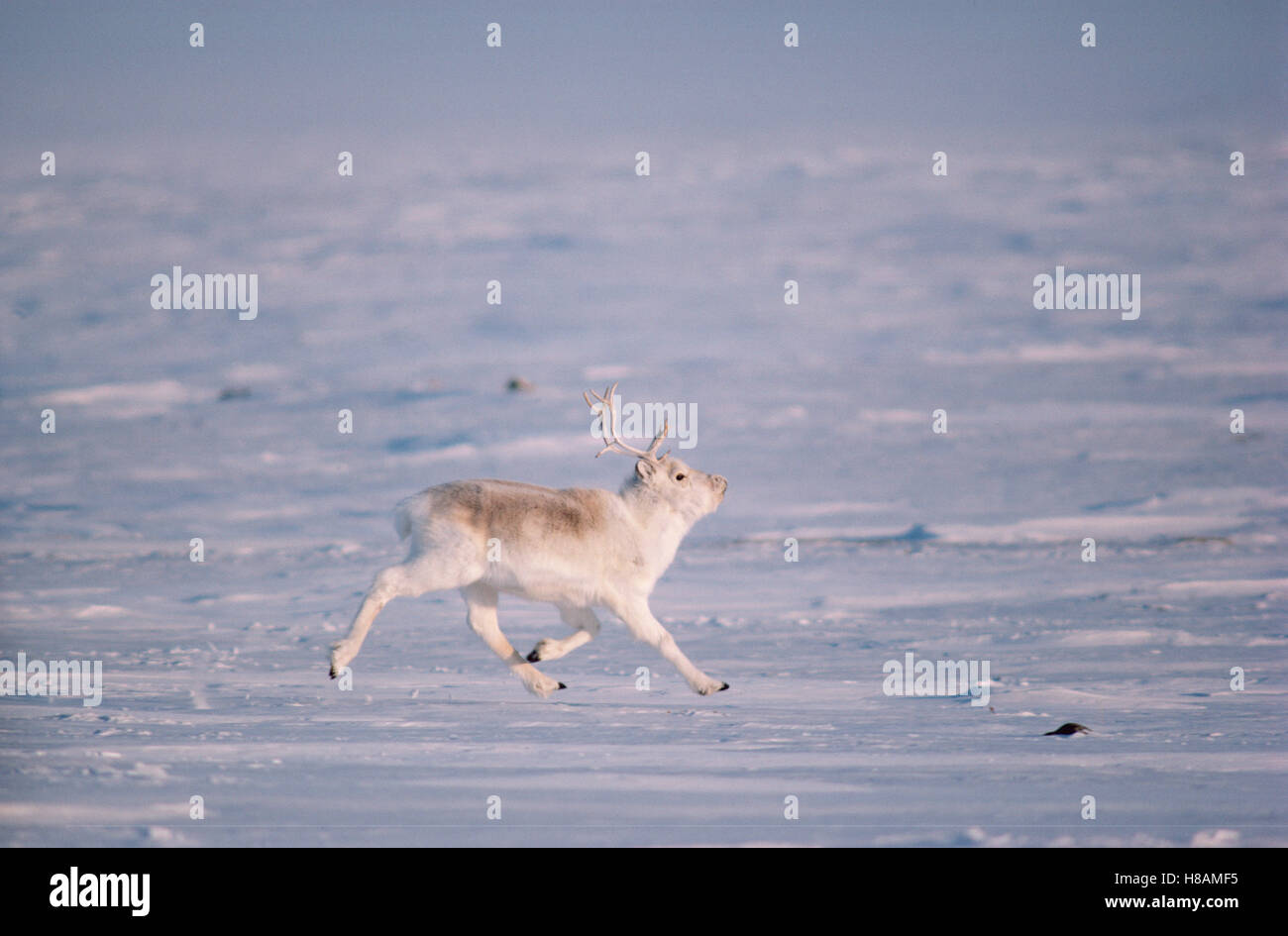 Peary Caribou (Rangifer tarandus pearyi) running, Ellesmere Island ...