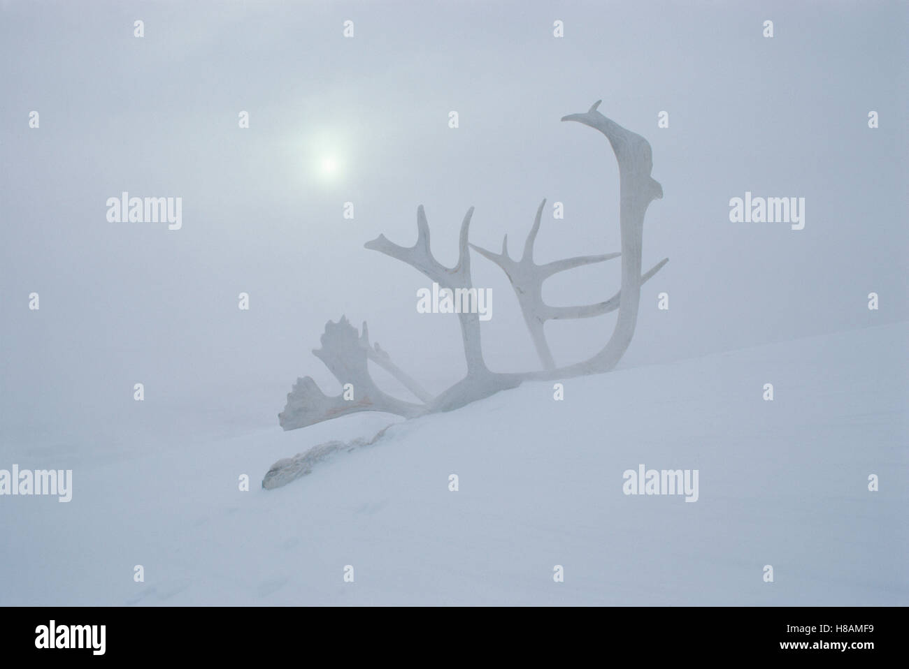 Caribou (Rangifer tarandus) antler in snow, Alaska Stock Photo - Alamy