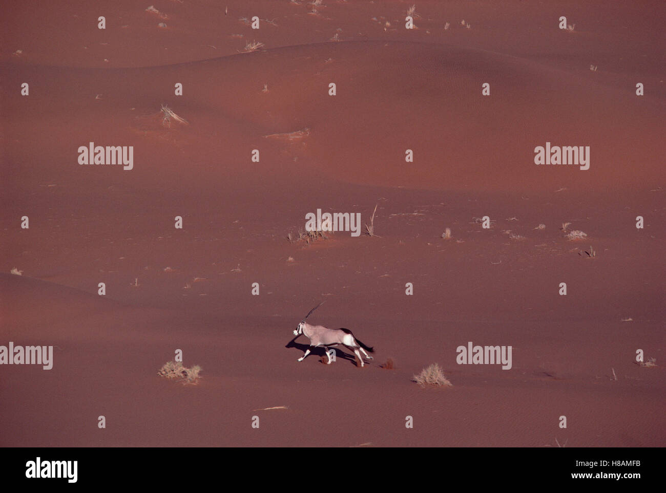 Gemsbok (Oryx gazella) running across desert, Namib Desert, Namibia ...