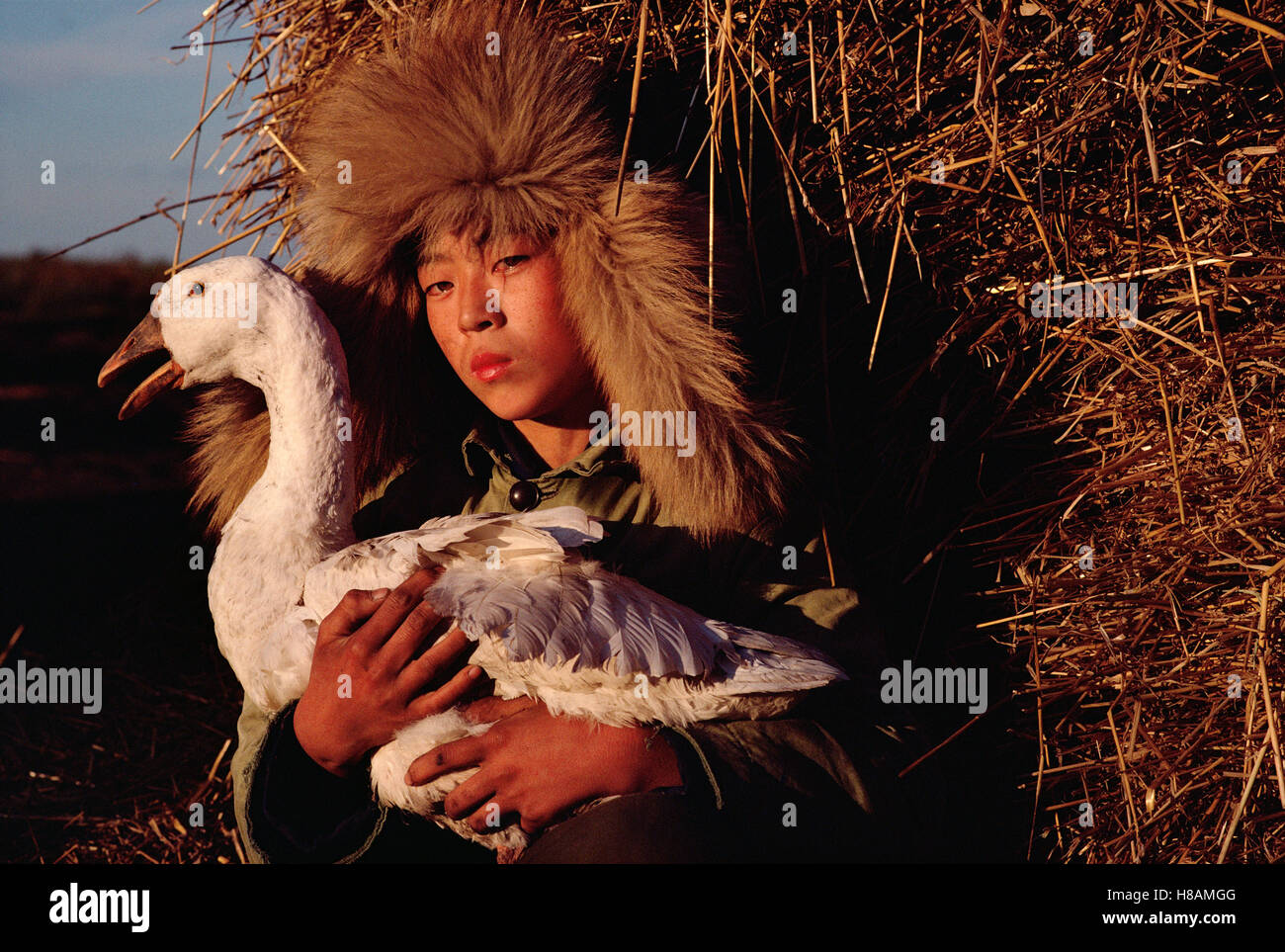Domestic Goose held by child, China Stock Photo - Alamy