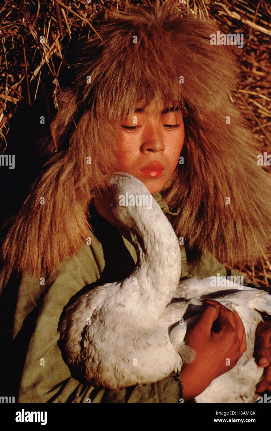 Domestic Goose held by child, China Stock Photo - Alamy
