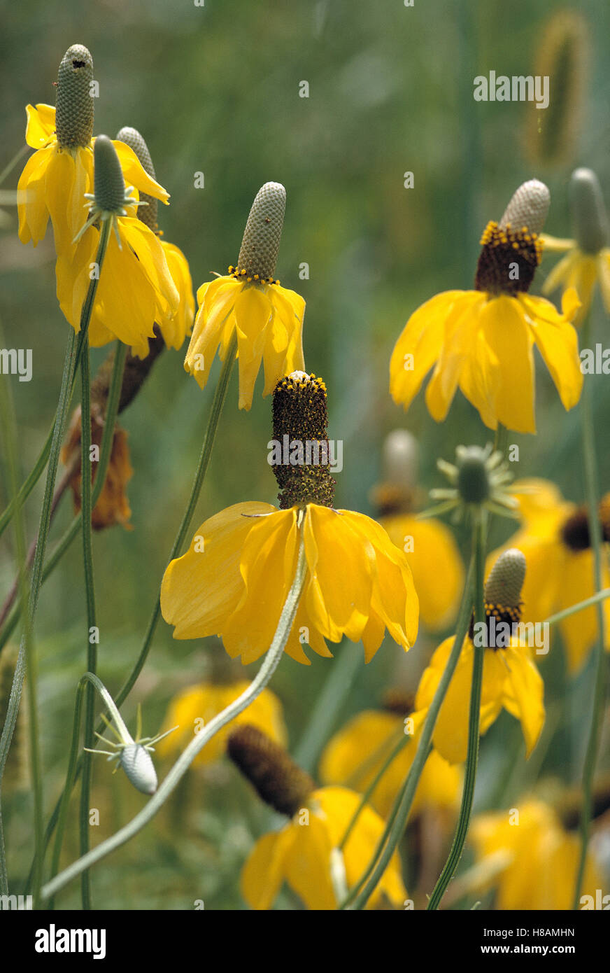 Mexican Hat (Ratibida columnifera) cluster, Nebraska Stock Photo - Alamy