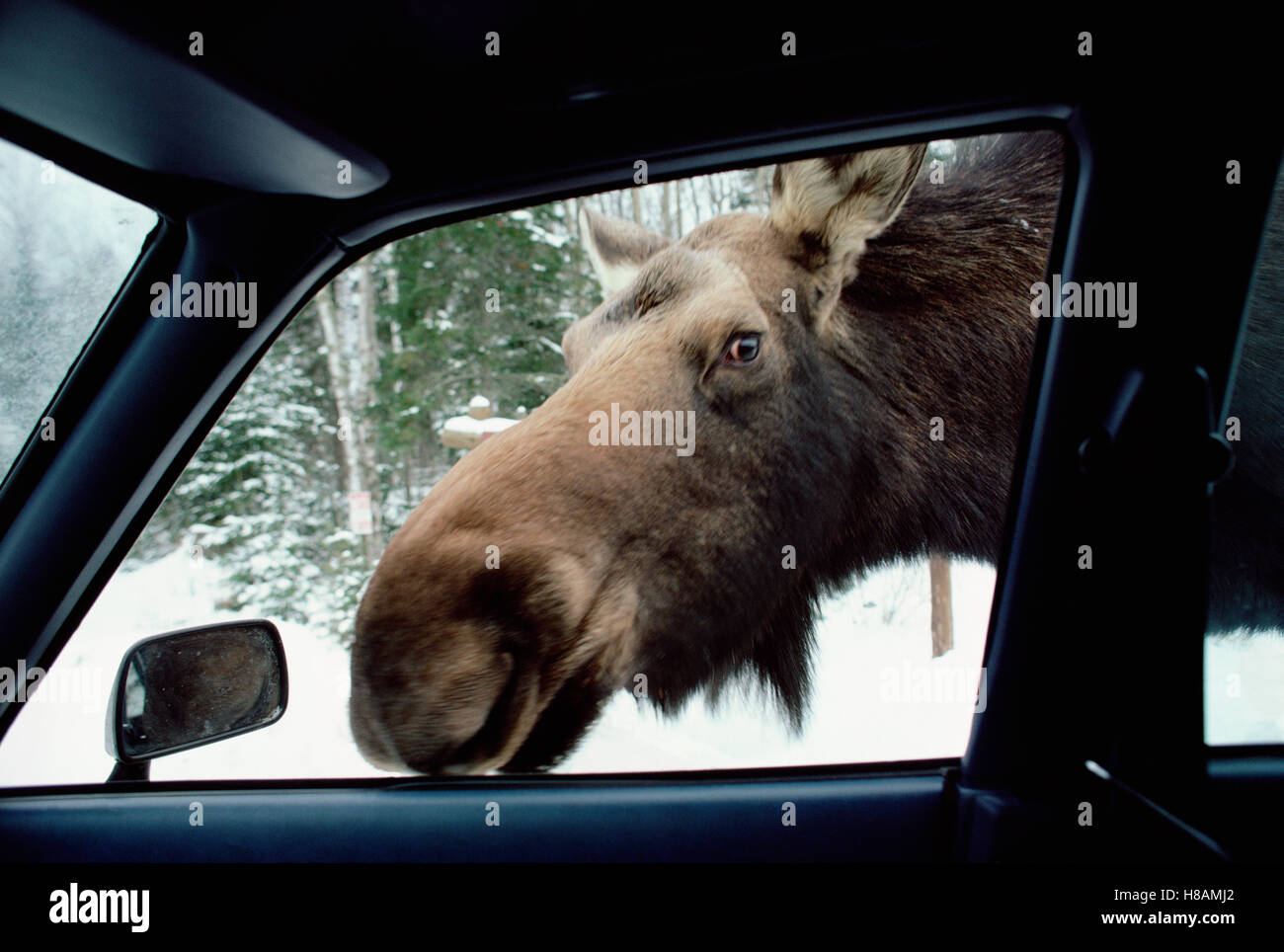 Moose (Alces alces andersoni) female looking in car window during ...