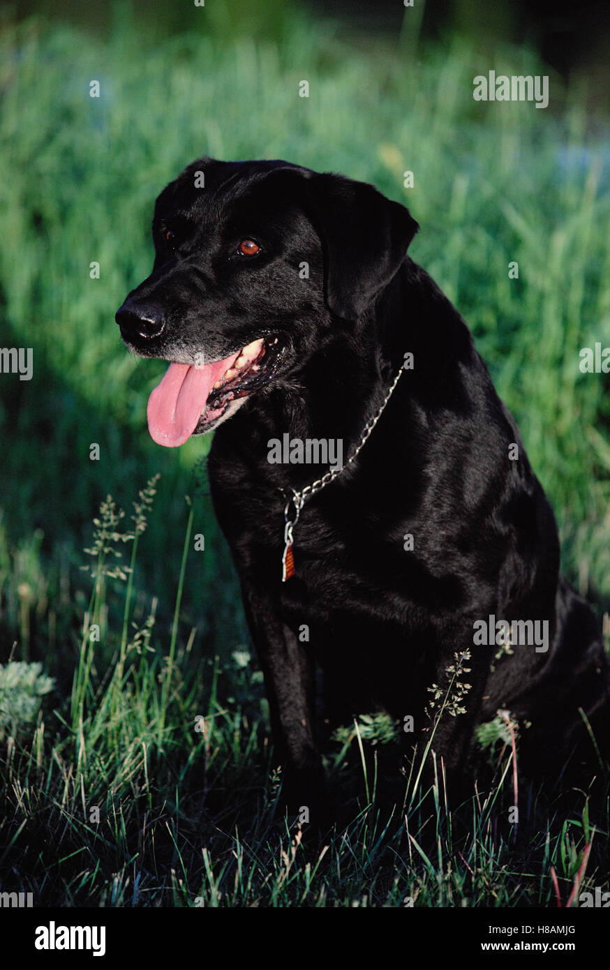 Labrador Retriever (Canis familiaris) panting Stock Photo - Alamy