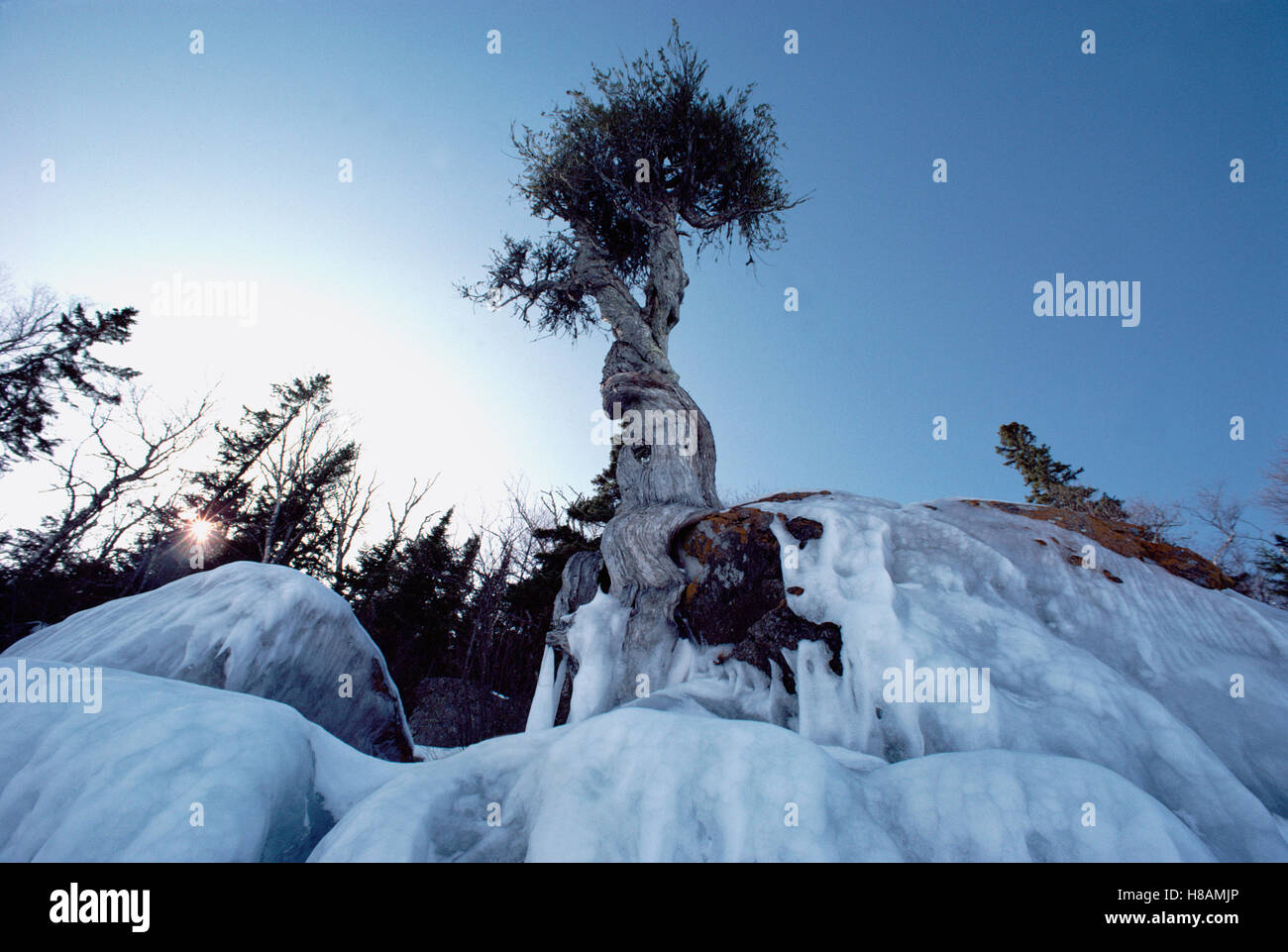 Witch tree along Lake Superior shore, Minnesota Stock Photo - Alamy