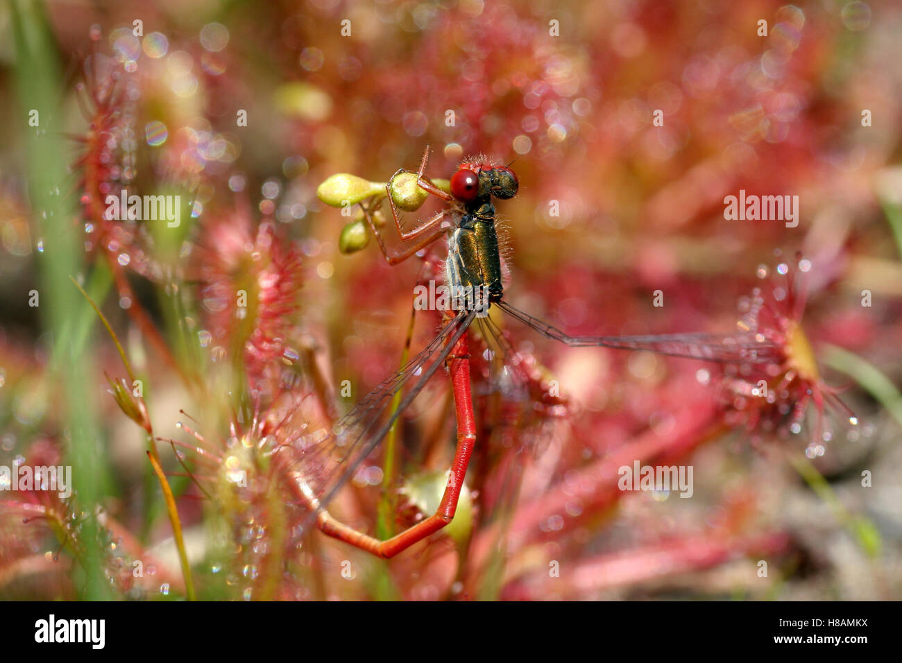 Small Red Damselfly (Ceriagrion tenellum) trapped in Oblong-leaved ...