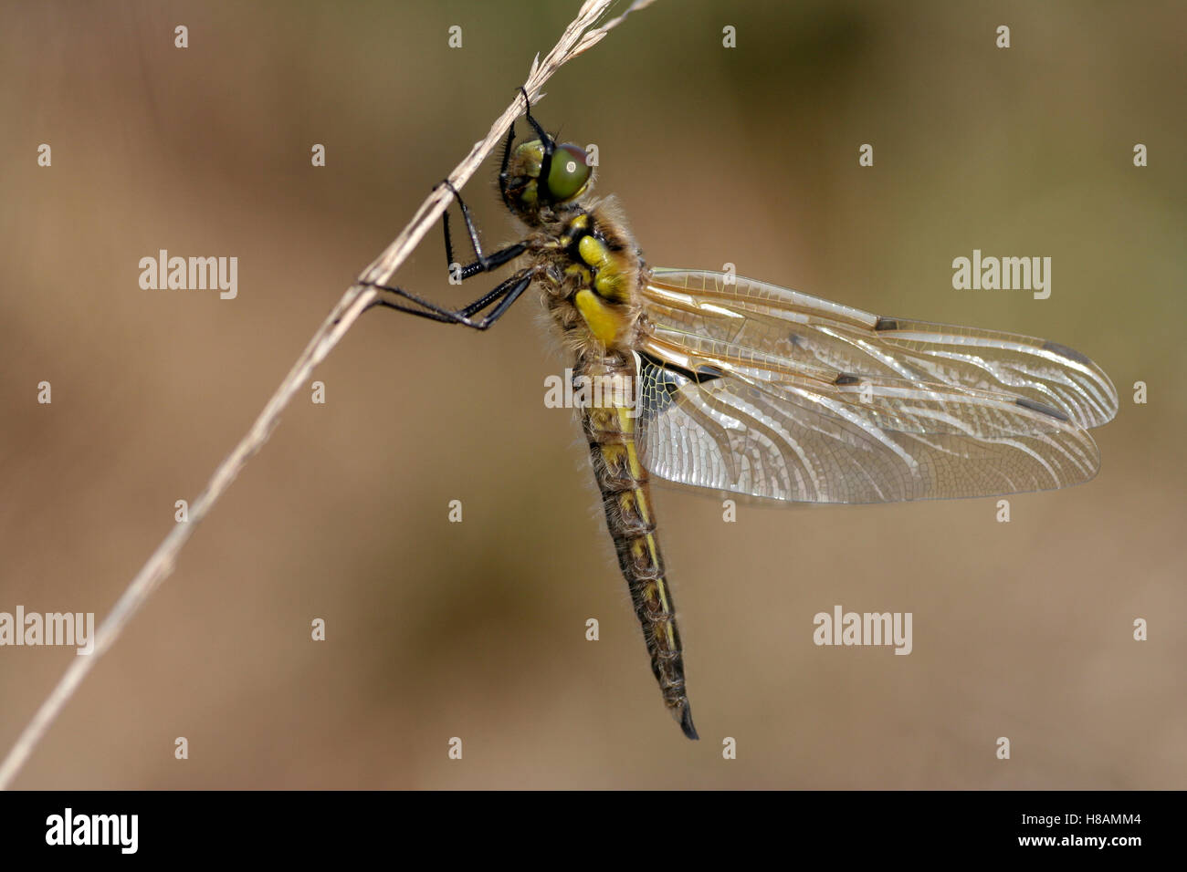Four-spotted Chaser (Libellula quadrimaculata) dragonfly freshly ...