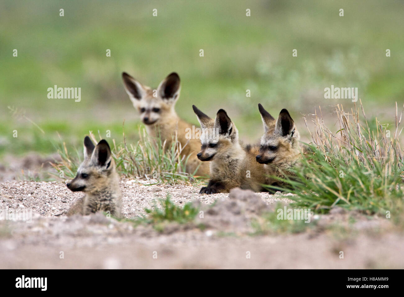 Bat-eared Fox (Otocyon megalotis) pups near burrow, Central Kalahari ...