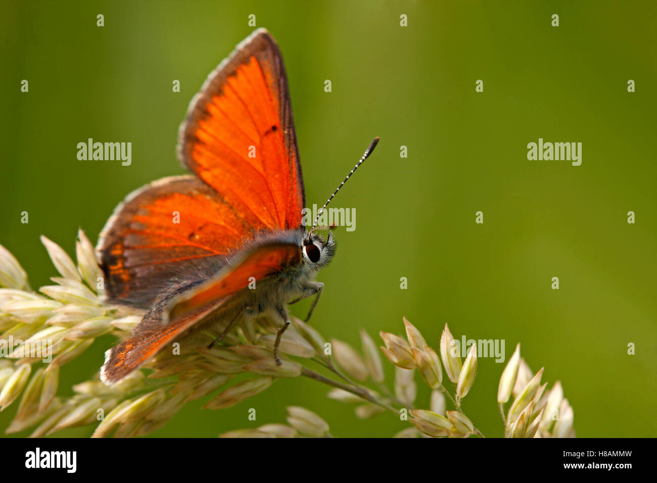 Purple-edged Copper (Lycaena hippothoe) butterfly male, Eifel, Germany ...
