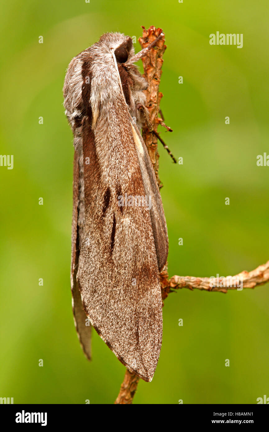Pine Hawk-moth (Sphinx pinastri), Eifel, Germany Stock Photo - Alamy