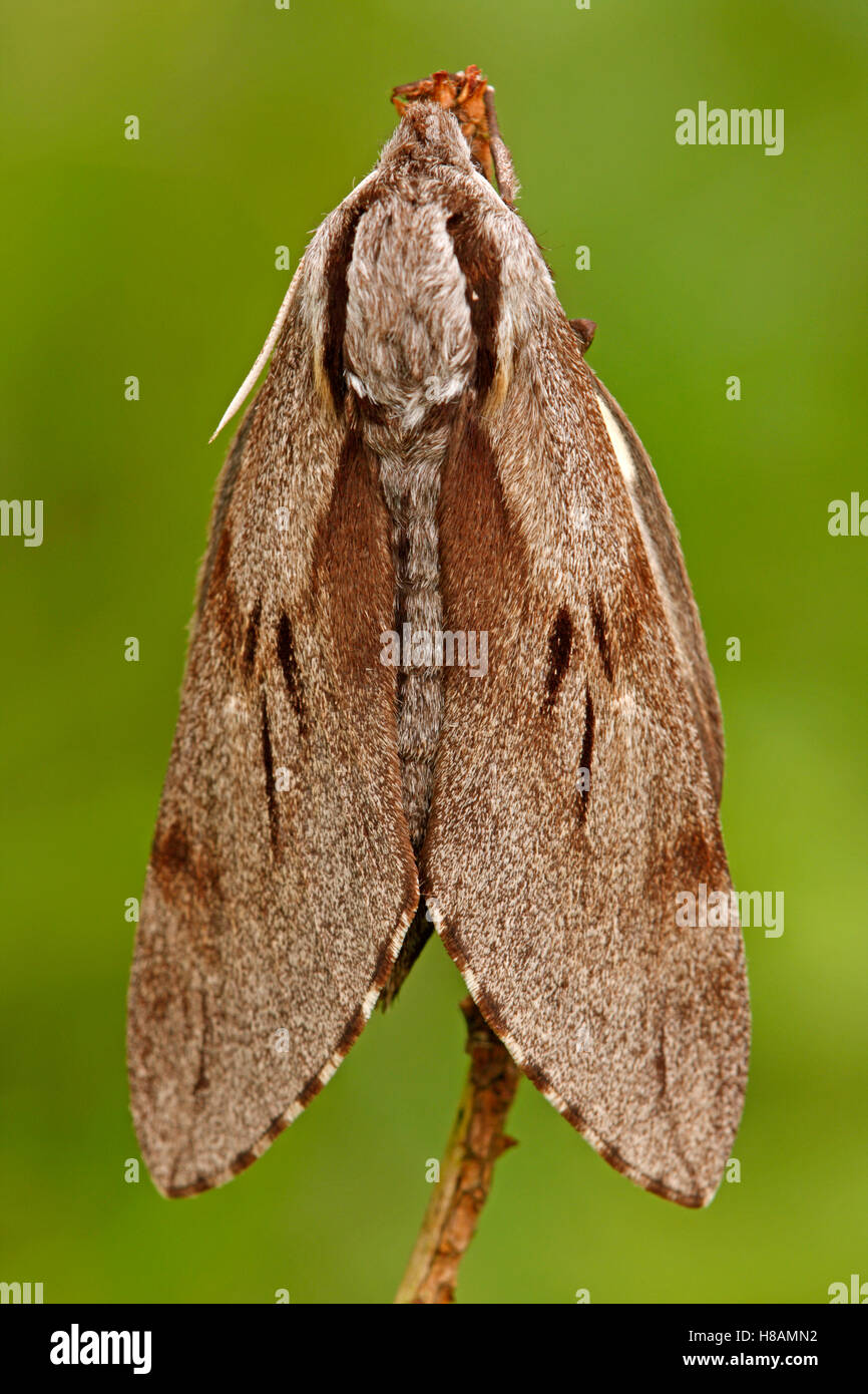 Pine Hawk-moth (Sphinx pinastri), Eifel, Germany Stock Photo - Alamy