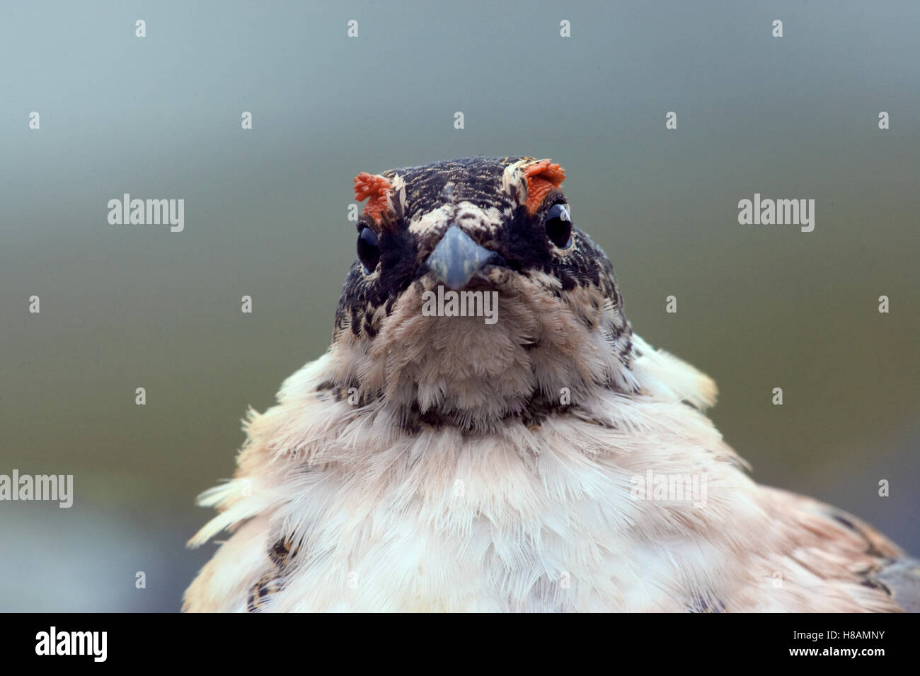 Rock Ptarmigan (Lagopus muta) male, Svalbard, Norway Stock Photo - Alamy