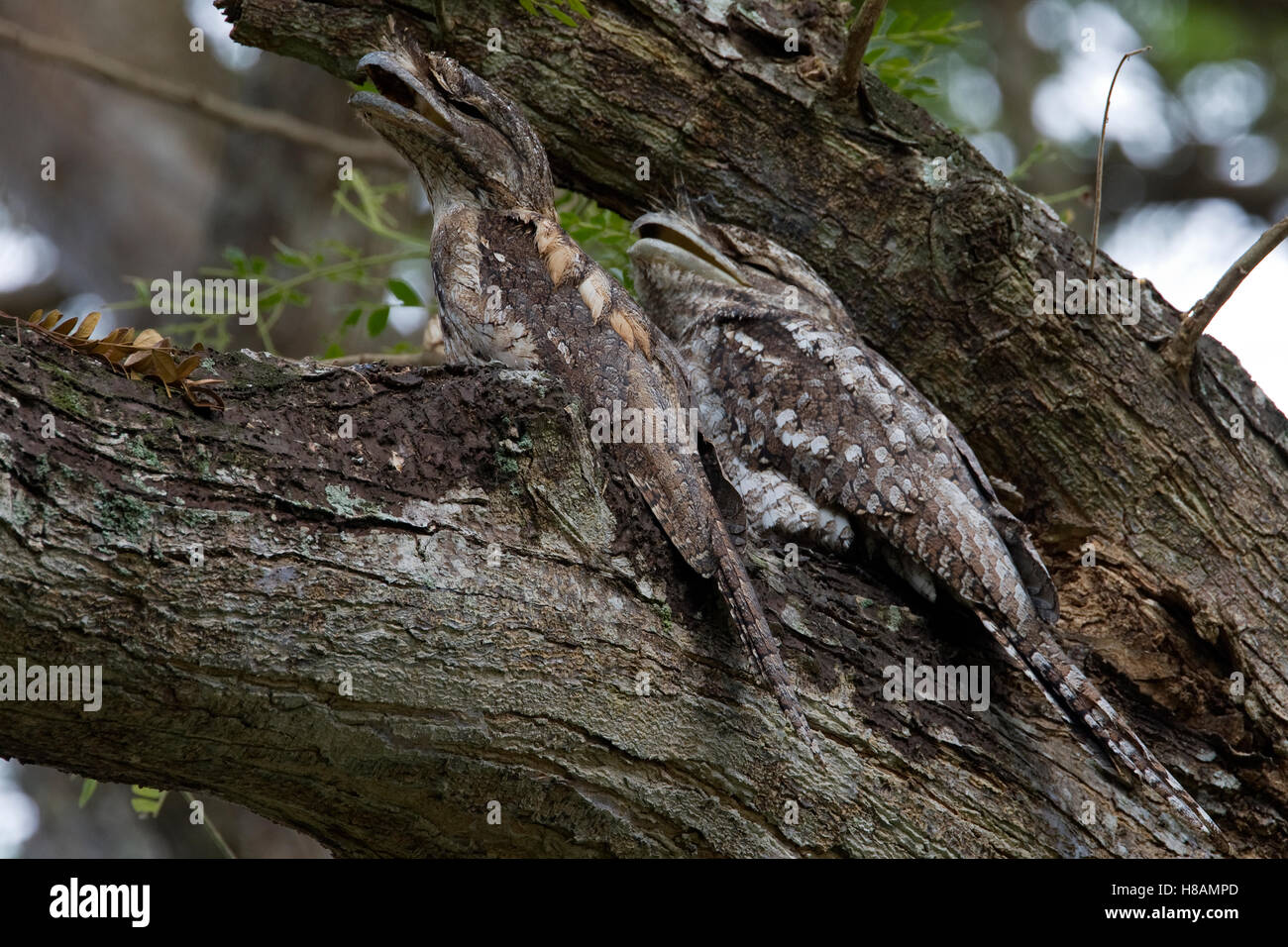 Papuan Frogmouth (Podargus papuensis) pair perched in a tree, Papua New ...