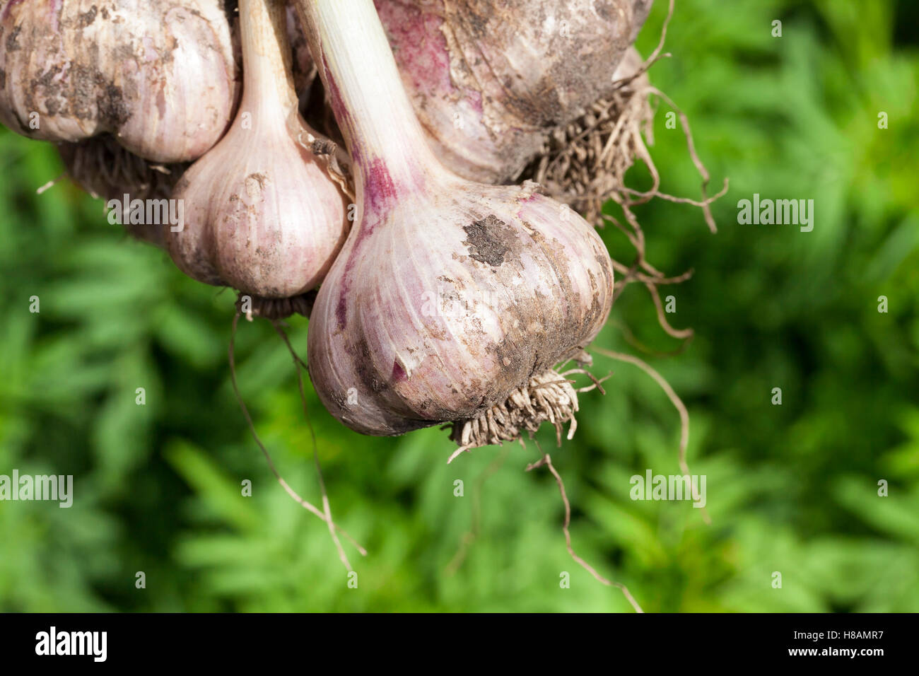 Close up view dirty bunch hi-res stock photography and images - Alamy