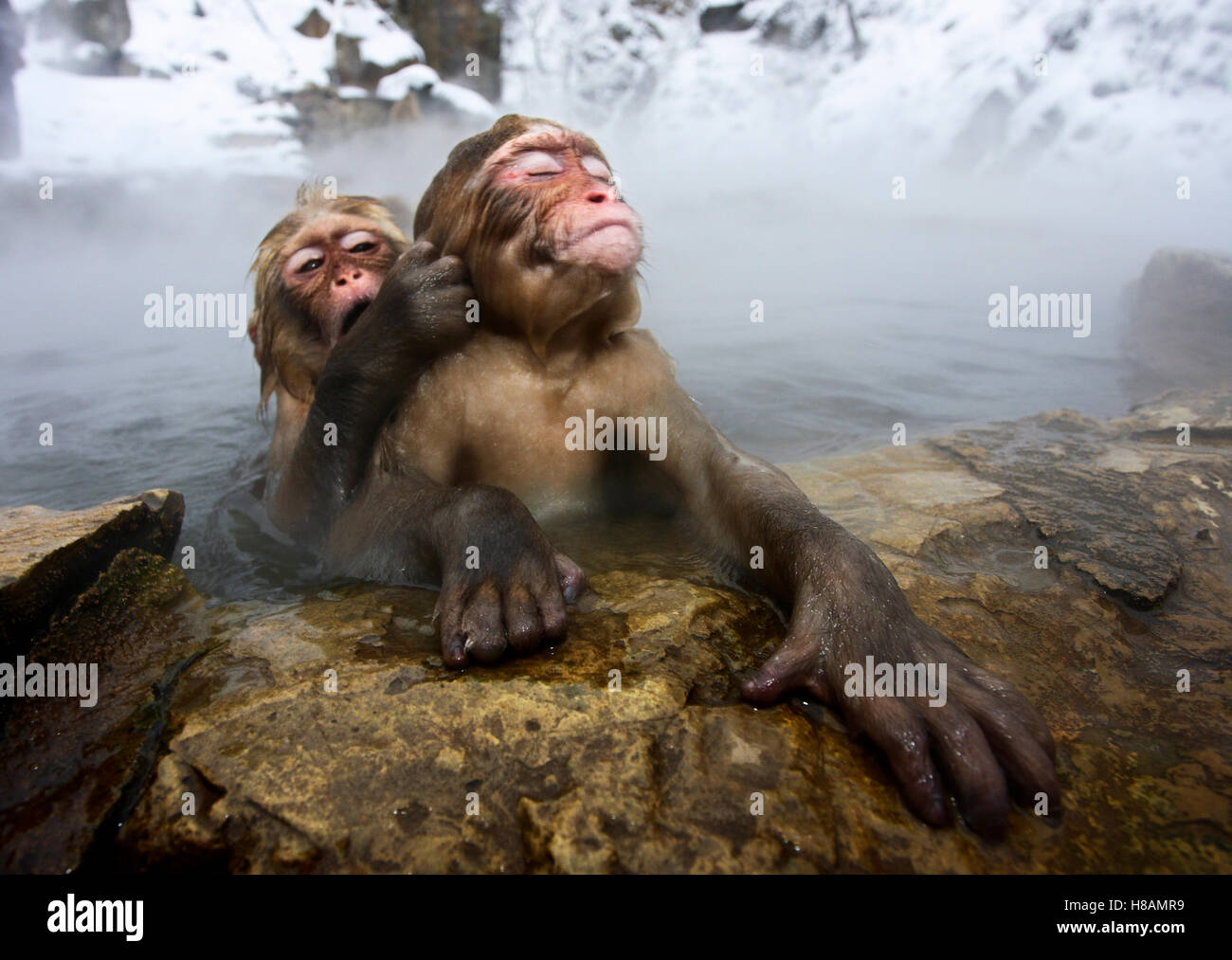 Japanese Macaque (Macaca fuscata) pair grooming in volcanic hot spring ...