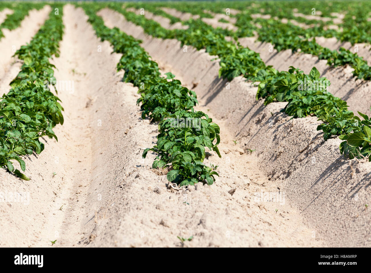 Agriculture, potato field Stock Photo - Alamy